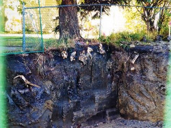 Mumby’s Arboriculture Consulting — Expert Witness Services